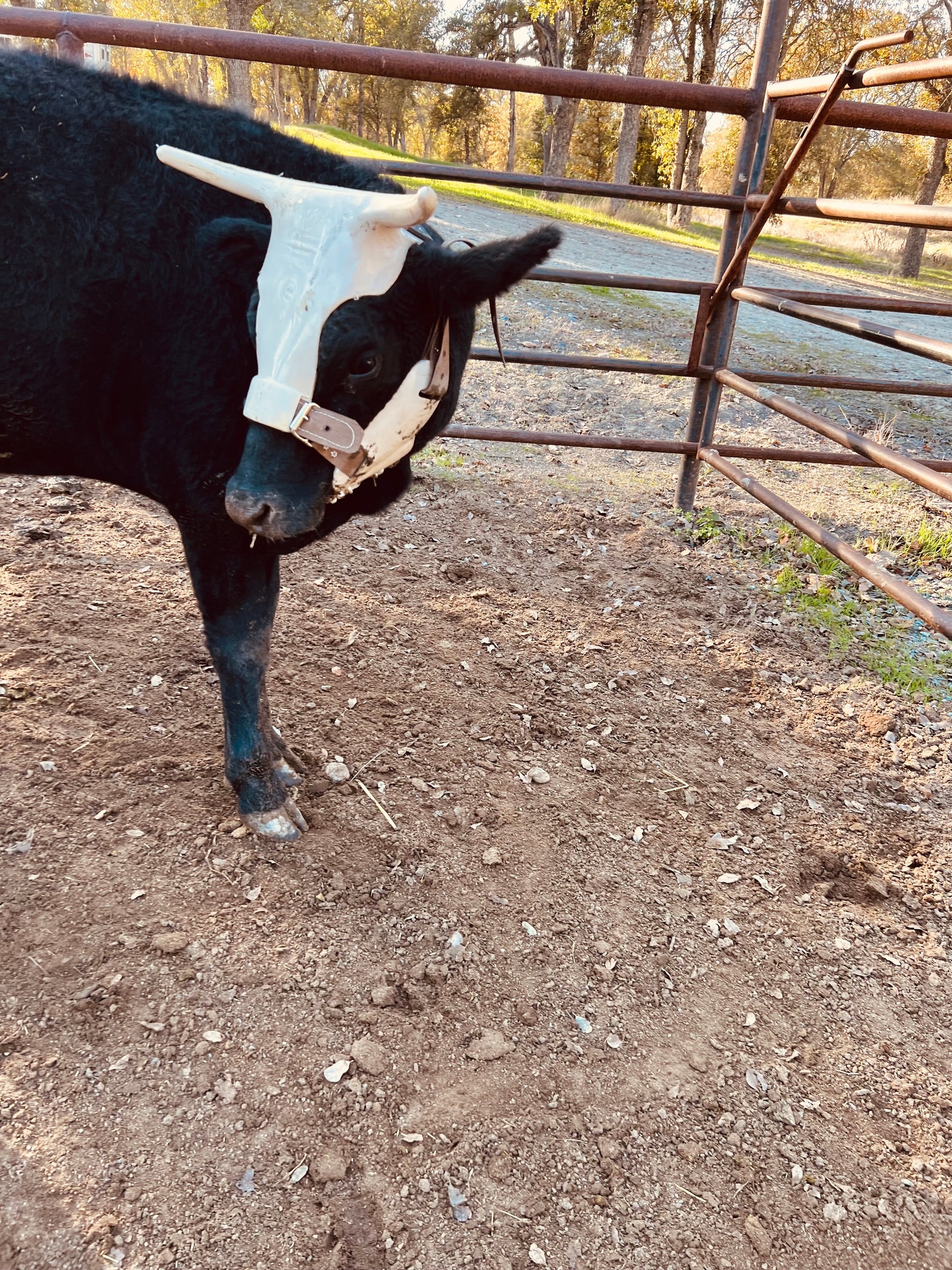 Home – Handy Horns Supply Co